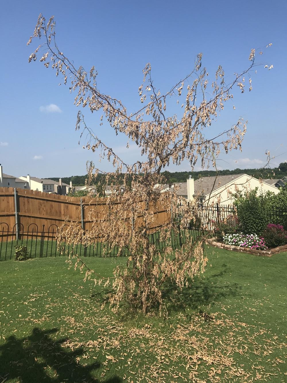 Twisted Locust Tree in the Ask a Question forum - Garden.org