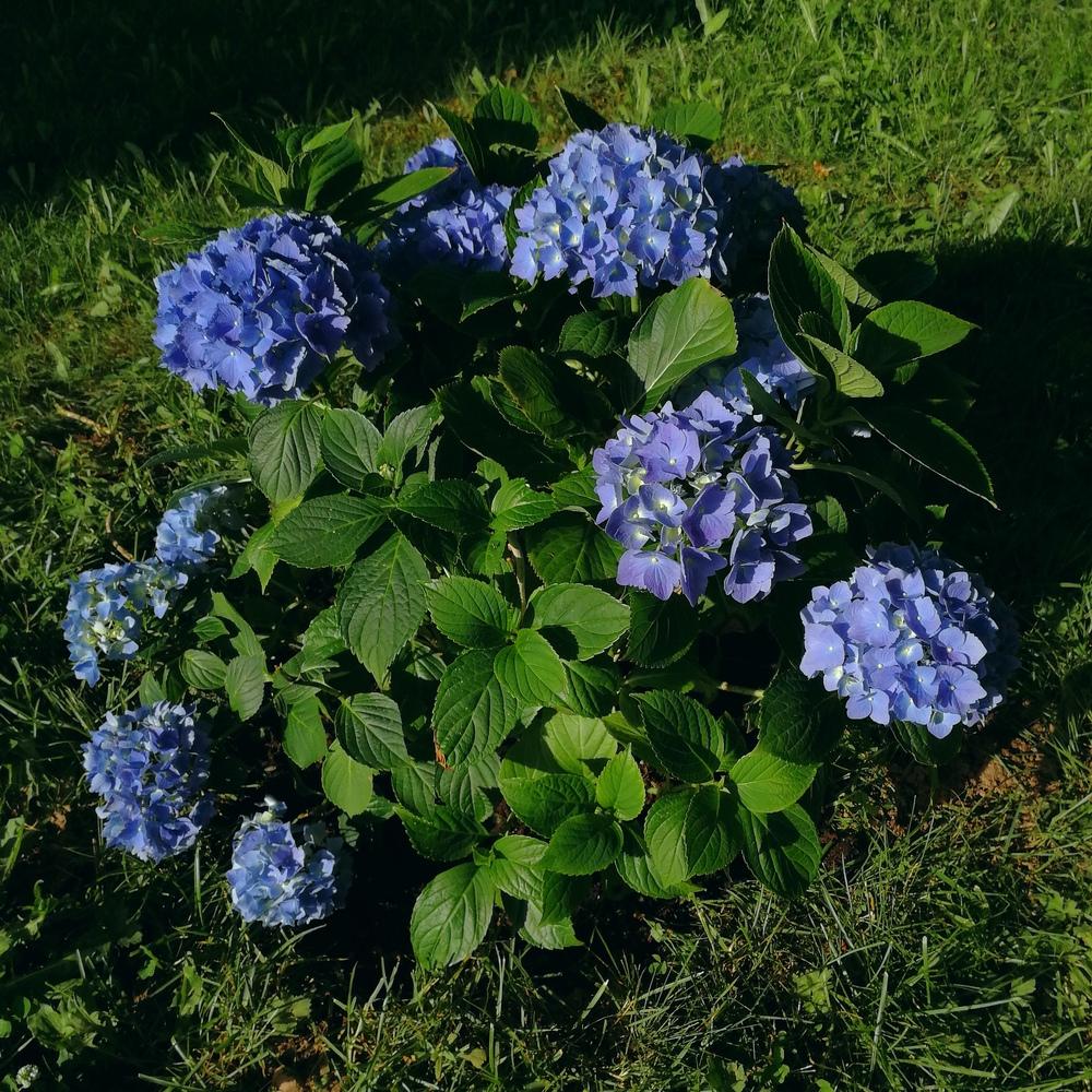 Bigleaf Hydrangea (Hydrangea macrophylla L.A. Dreamin'™ Lindsey Ann) in ...