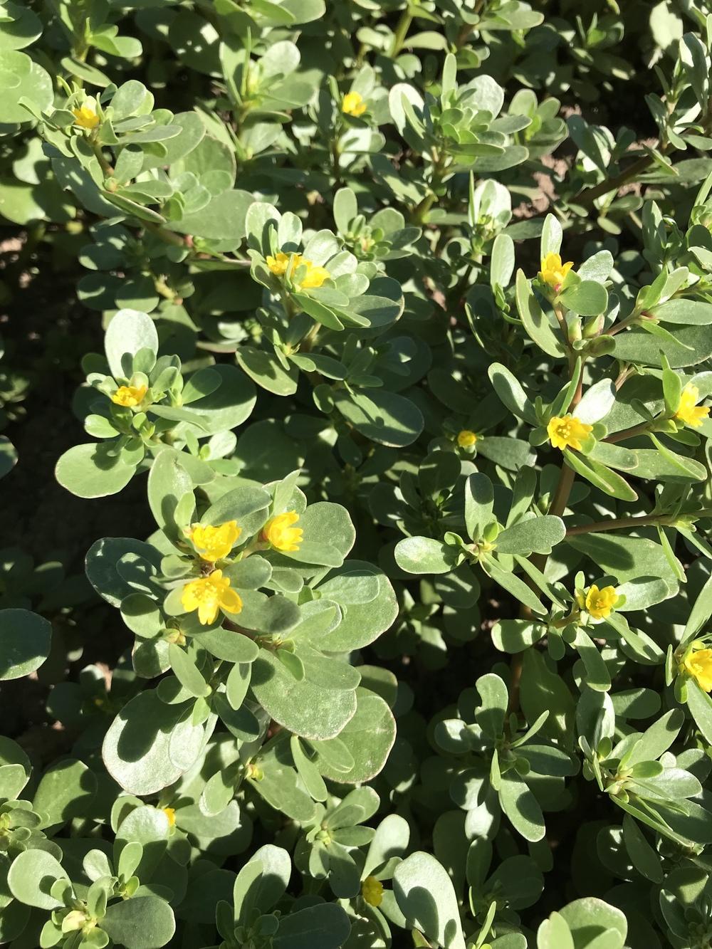 Weed? in the Ask a Question forum - Garden.org