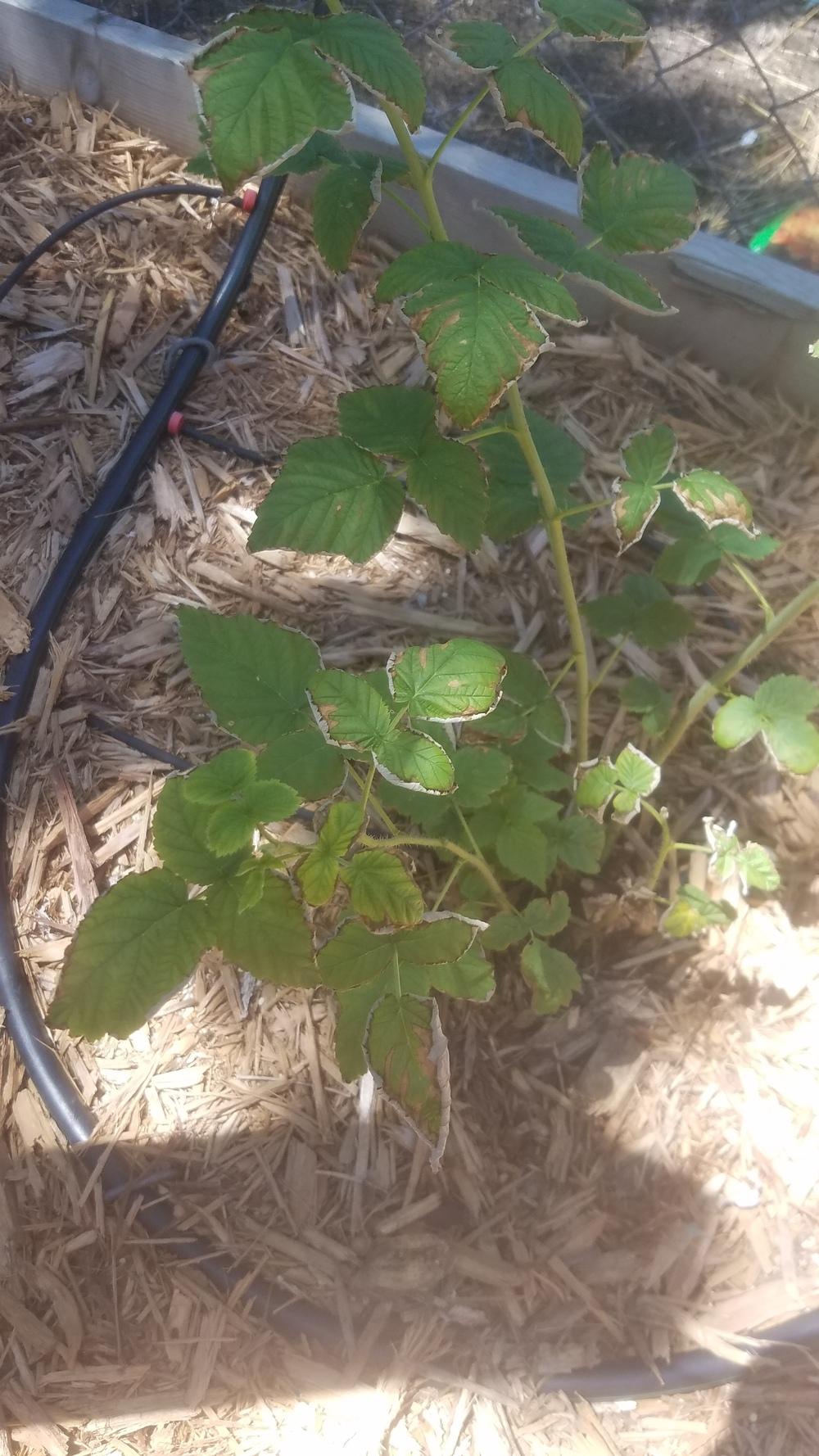 HELP. Raspberry leaves turning brown on the edges, curling upward and ...