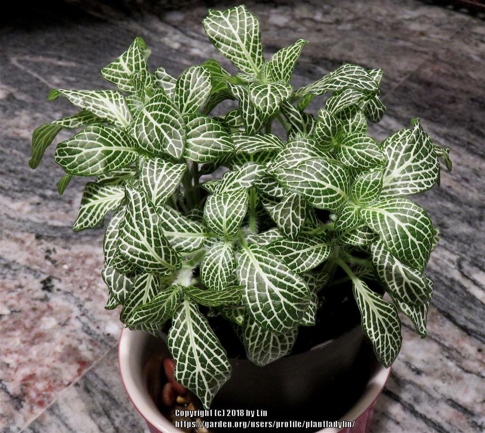 Photo of the entire plant of Mosaic Plant (Fittonia albivenis 'Mini ...