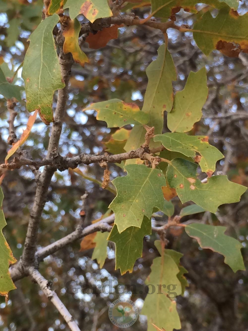 Wavyleaf Oak (Quercus x undulata) - Garden.org
