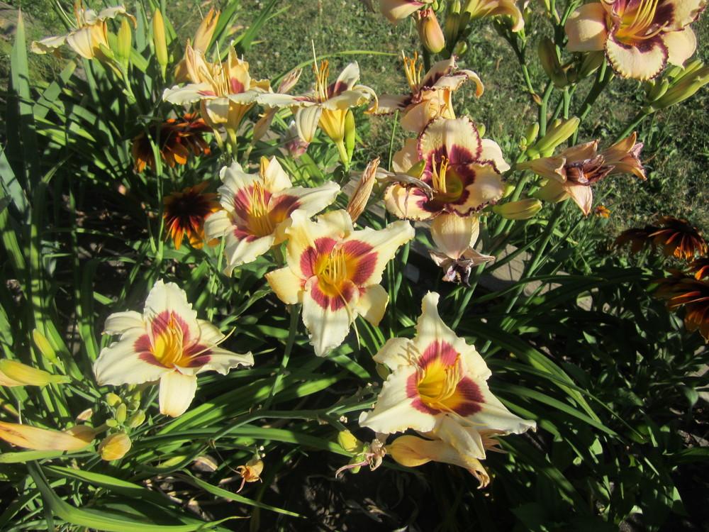Daylily (Hemerocallis 'Dune Dark Eyes') in the Daylilies Database - Garden.org