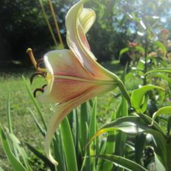 Photo of the bloom of Lily (Lilium 'Red Dutch') posted by Claudia ...