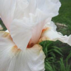 Tall Bearded Iris (Iris 'Bride's Blush') in the Irises Database ...