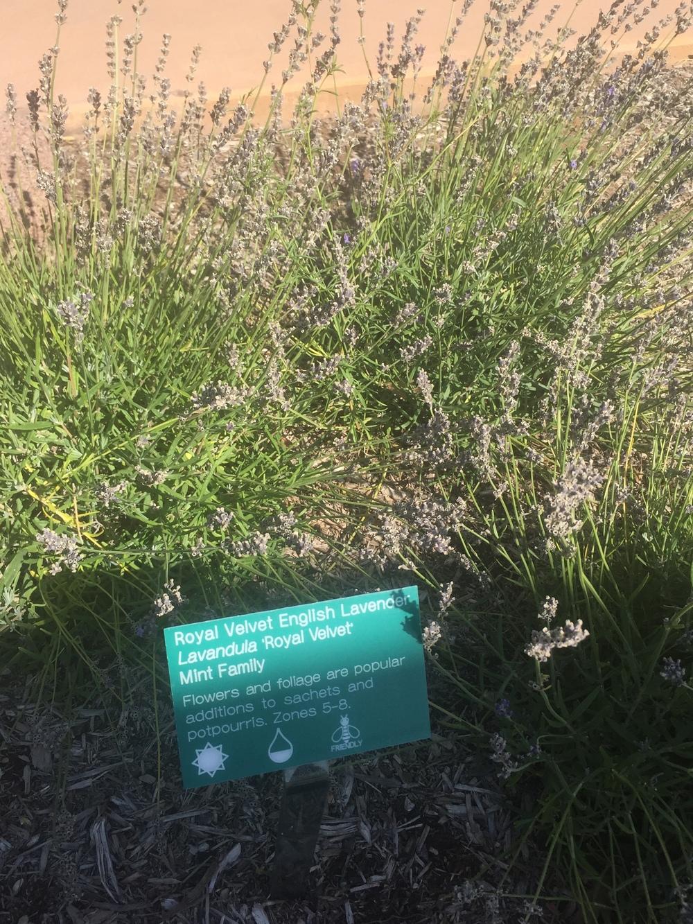 English Lavender (Lavandula angustifolia 'Royal Velvet') in the ...