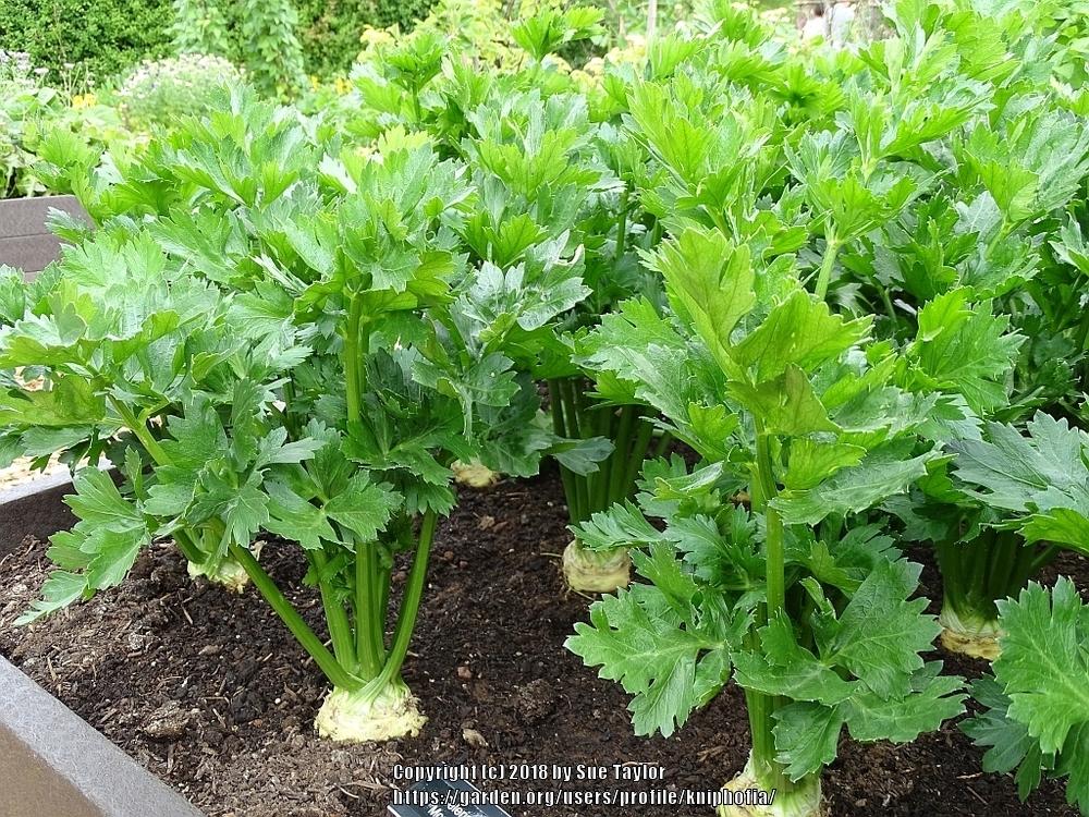Celeries: Plant Care and Collection of Varieties - Garden.org