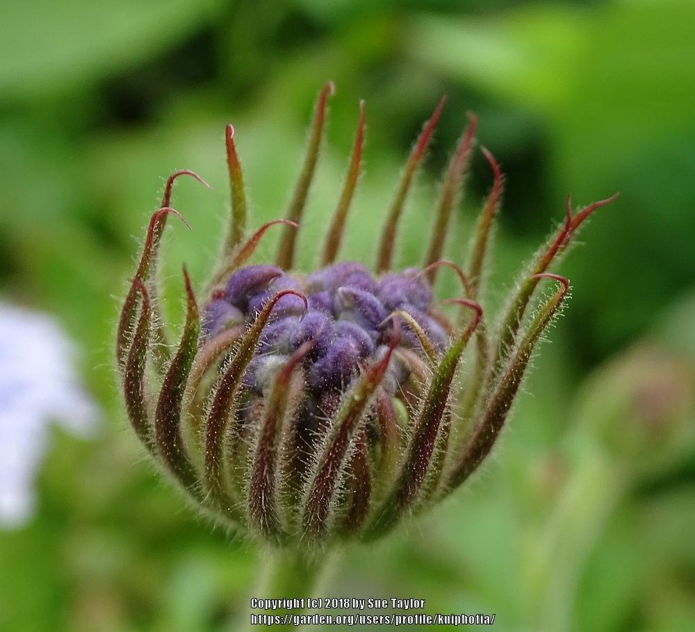 Photo of the closeup of buds, sepals and receptacles of Blue Lace ...