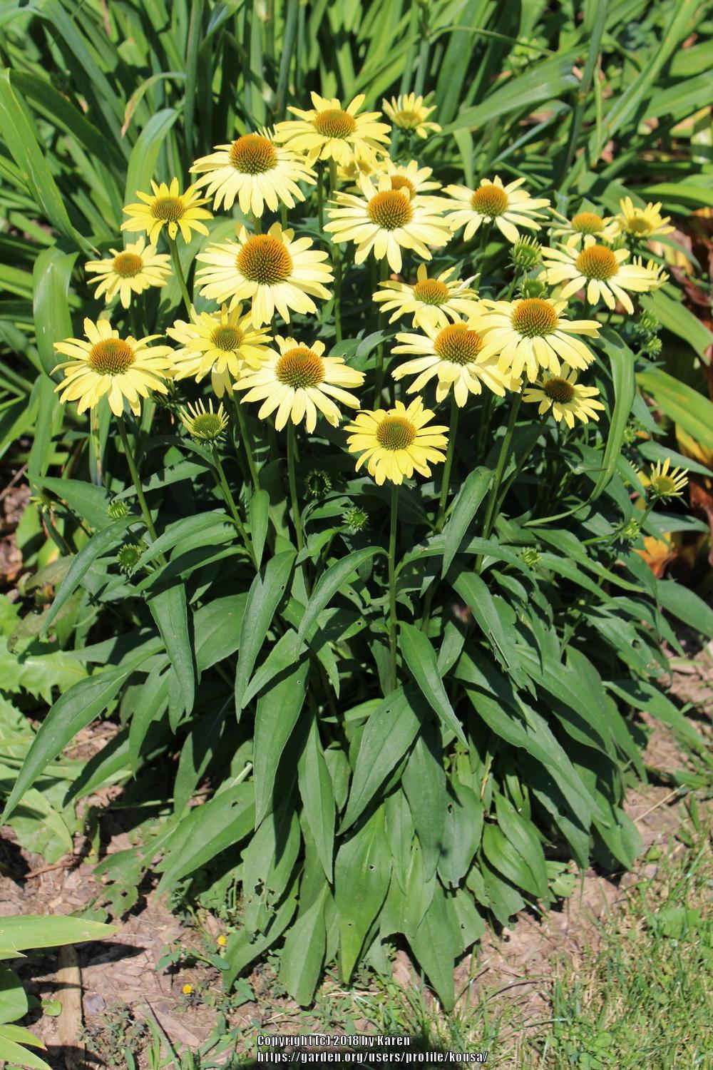 Photo of the entire plant of Coneflower (Echinacea Butterfly™ Cleopatra ...