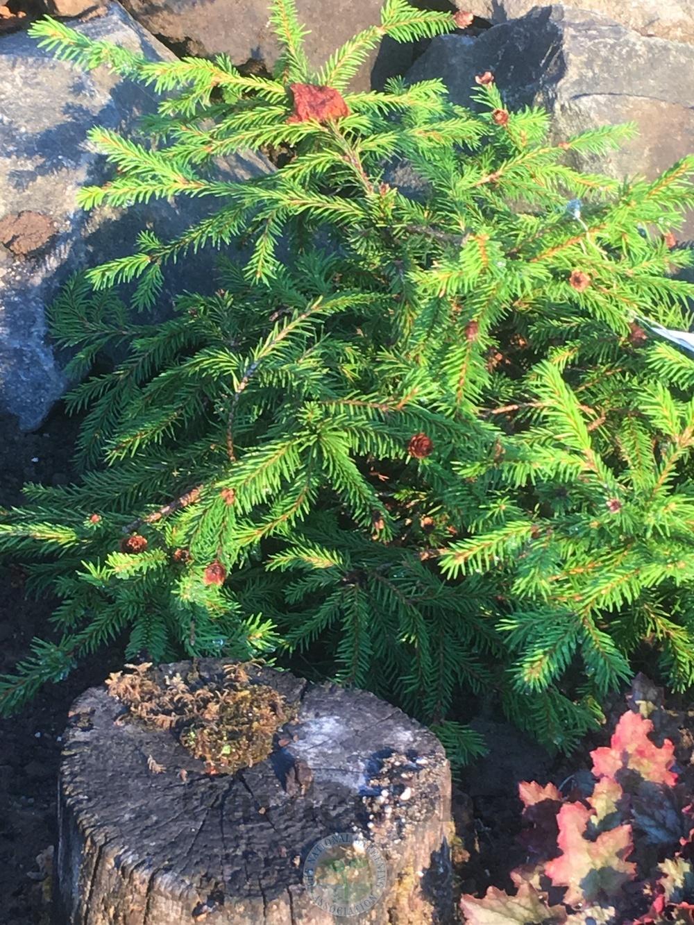 Spruces: Plant Care and Collection of Varieties - Garden.org