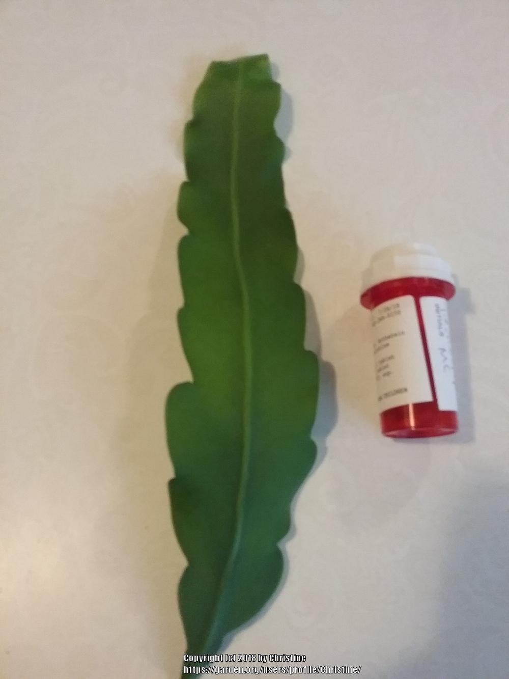 Epi cutting in the Epiphyllums forum - Garden.org