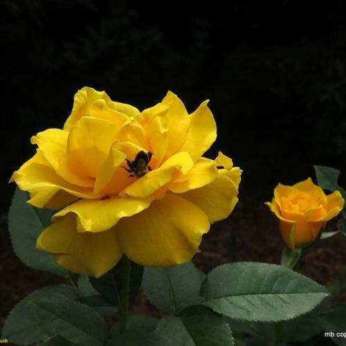 Rose (Rosa 'Midas Touch') in the Roses Database - Garden.org