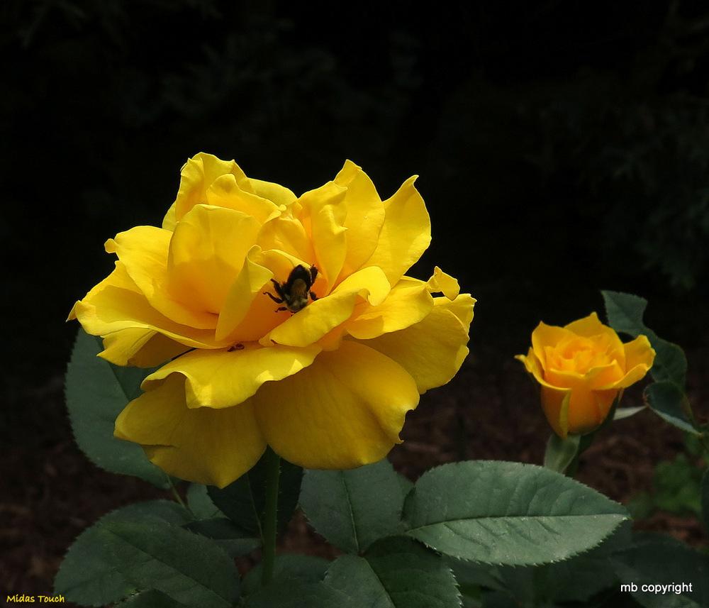 Rose (Rosa 'Midas Touch') in the Roses Database - Garden.org
