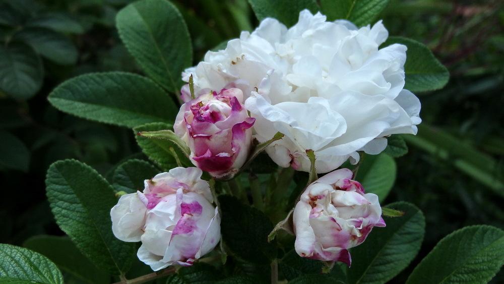 Rose (Rosa 'Marie Bugnet') in the Roses Database - Garden.org