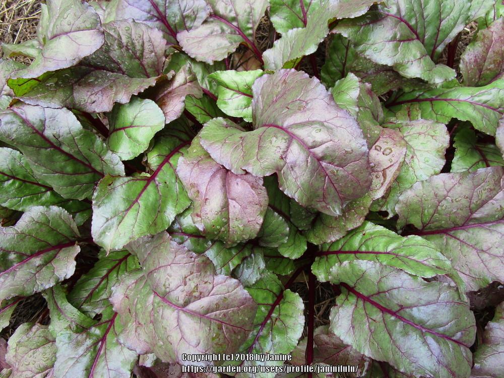 Beets: Plant Care and Collection of Varieties - Garden.org