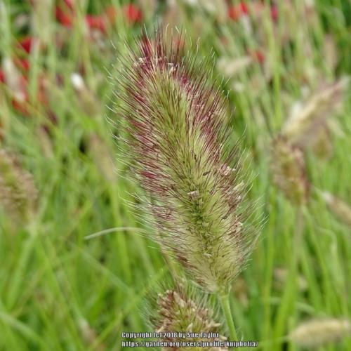 Fountain Grass (Cenchrus geniculatus 'Red Buttons') - Garden.org