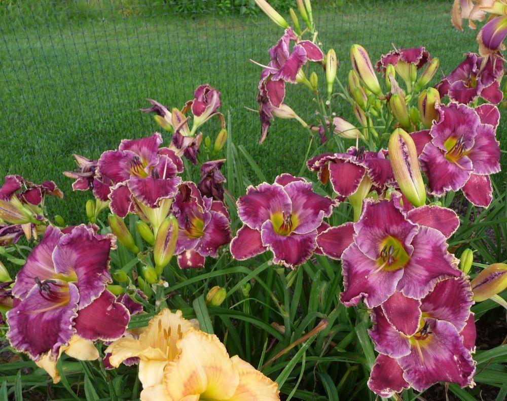 Photo of the bloom of Daylily (Hemerocallis 'Vanishing Mist') posted by ...