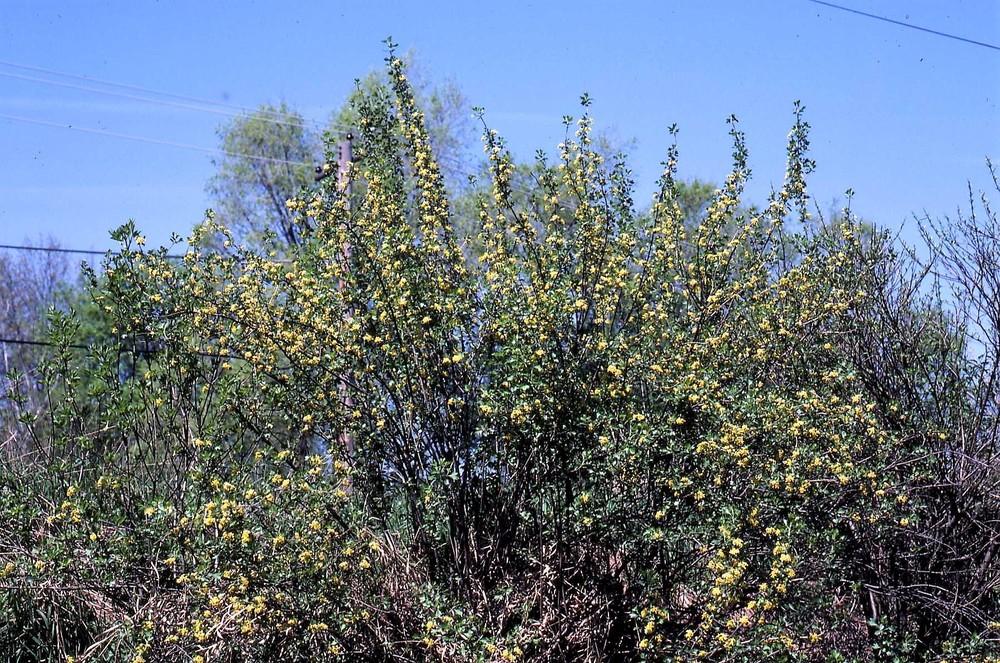 Photo of the entire plant of Clove Currant (Ribes aureum var. villosum ...