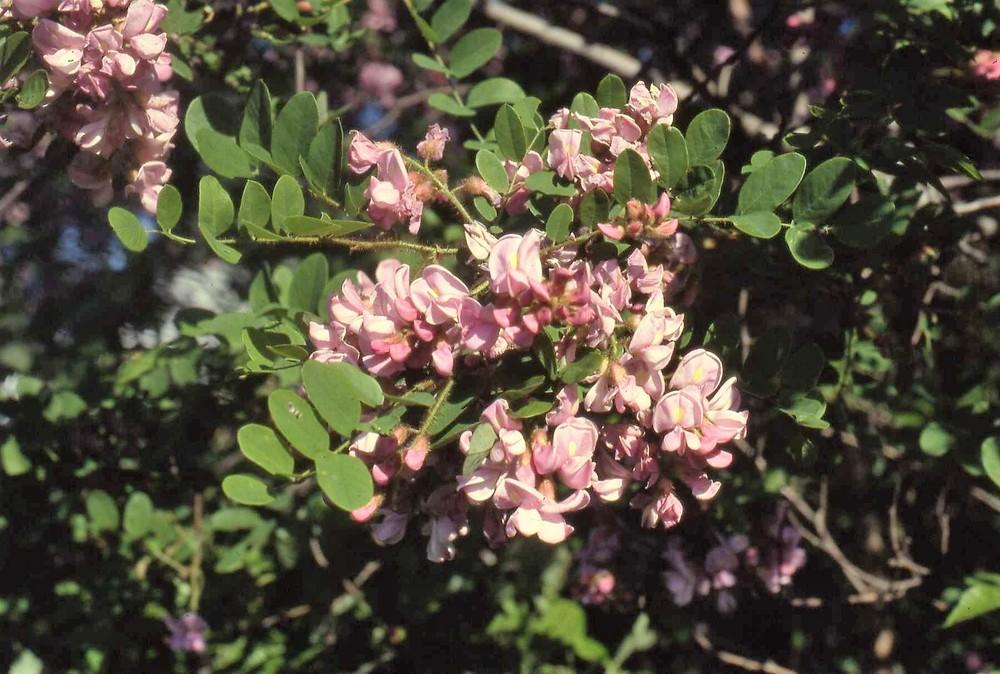 Bristly Locust (Robinia hispida) - Garden.org