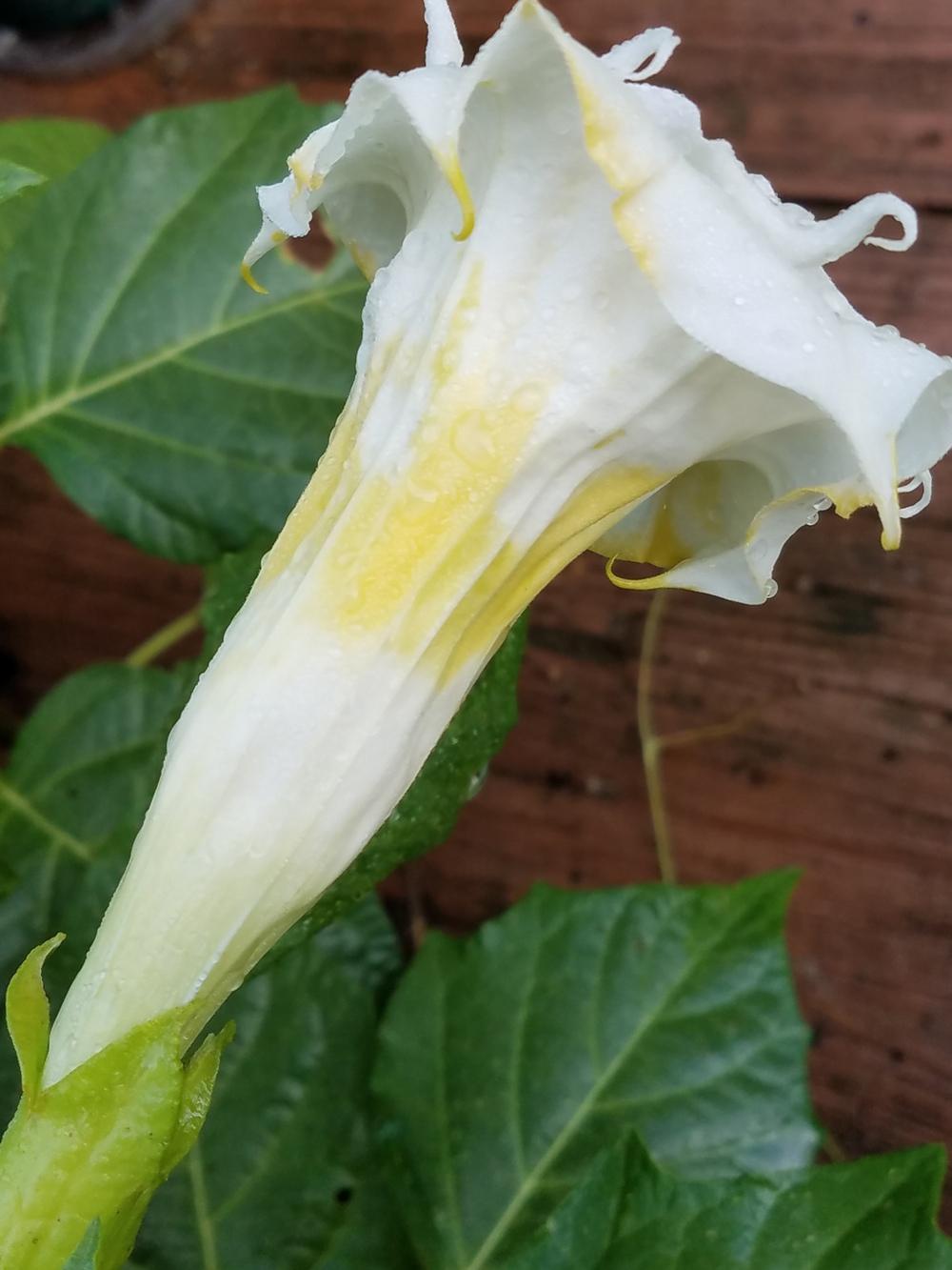 My first Datura flowers in the Brugmansias forum - Garden.org