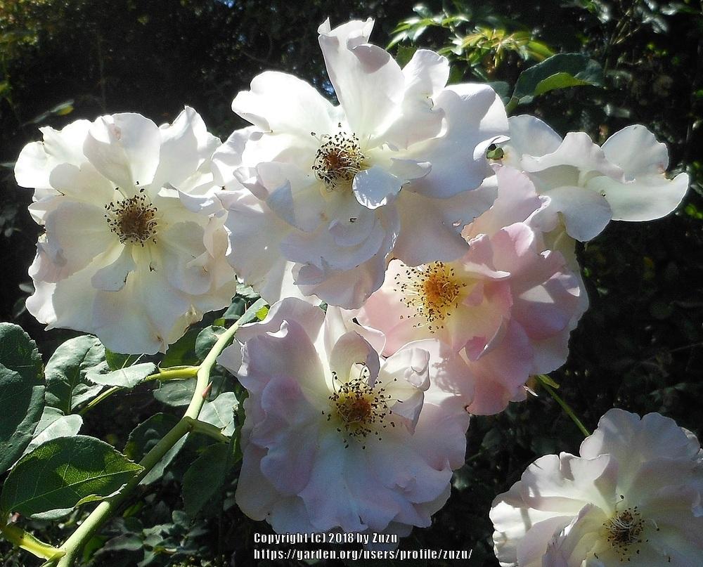 Rose (Rosa 'Marinette') in the Roses Database - Garden.org