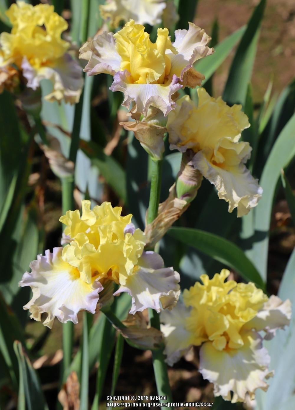 Photo of the bloom of Tall Bearded Iris (Iris 'Comfort and Joy') posted by ARUBA1334 - Garden.org