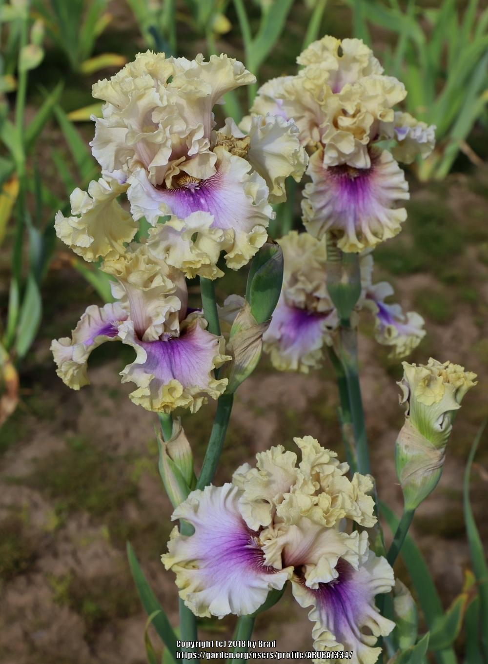 Photo of the bloom of Tall Bearded Iris (Iris 'Space Signal') posted by ...