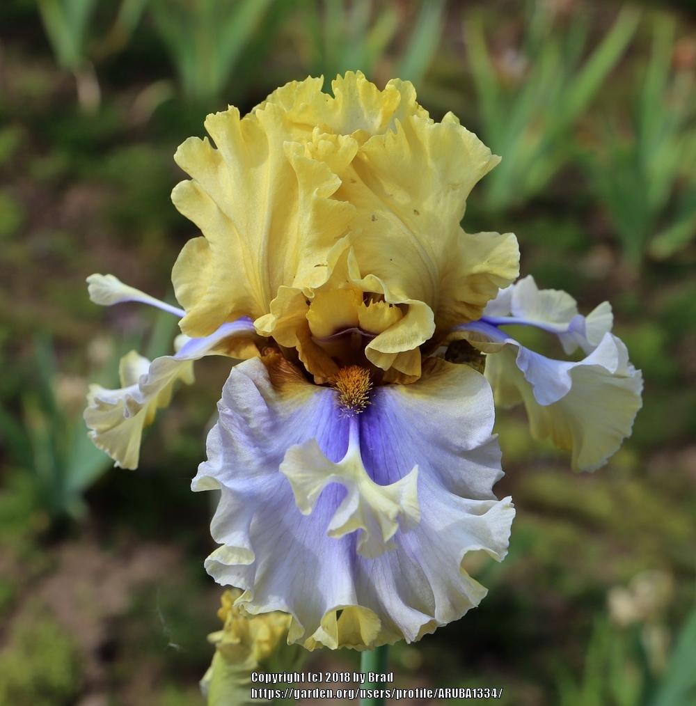 Photo of the bloom of Tall Bearded Iris (Iris 'Floating Feather ...