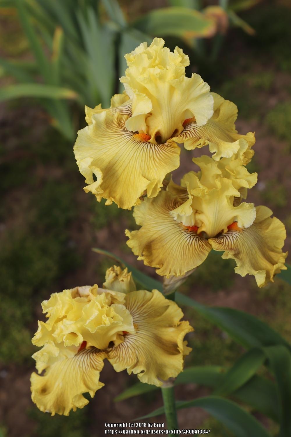 Photo of the bloom of Tall Bearded Iris (Iris 'Shadowed Light') posted ...