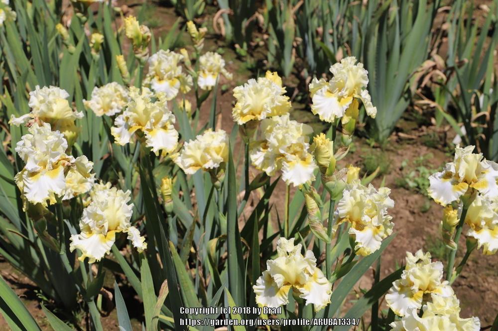 Photo of the bloom of Tall Bearded Iris (Iris 'Irish Jester') posted by ...