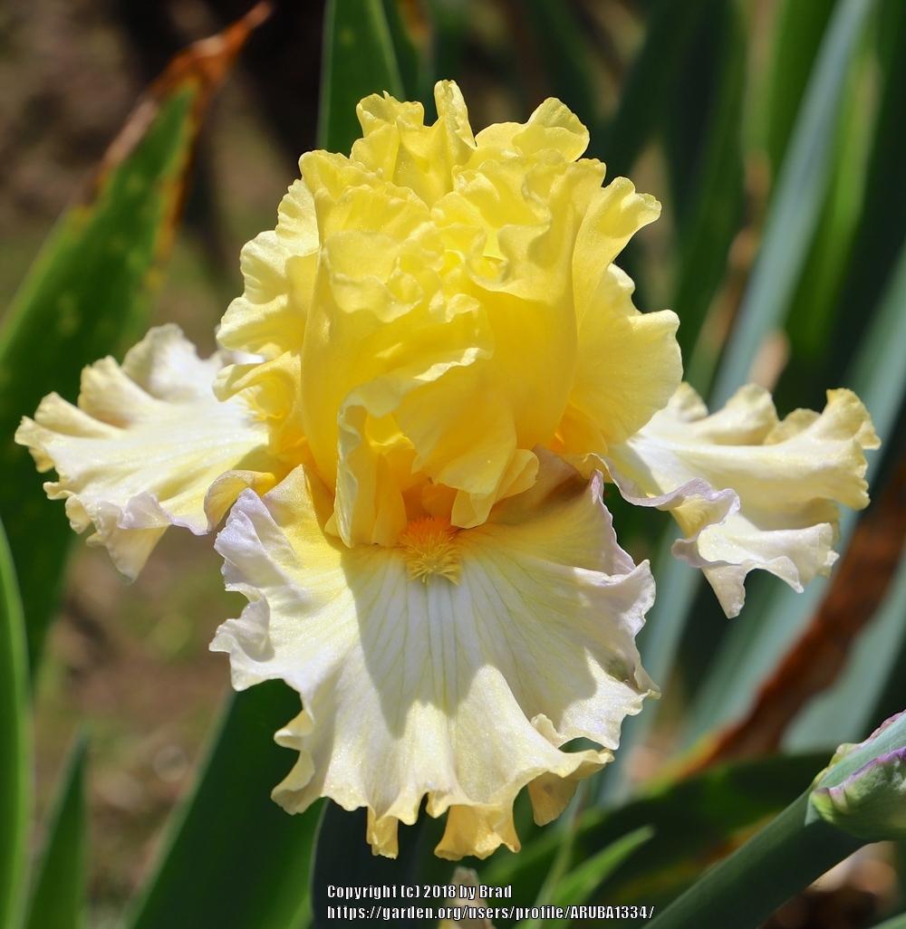 Photo of the bloom of Tall Bearded Iris (Iris 'Comfort and Joy') posted by ARUBA1334 - Garden.org