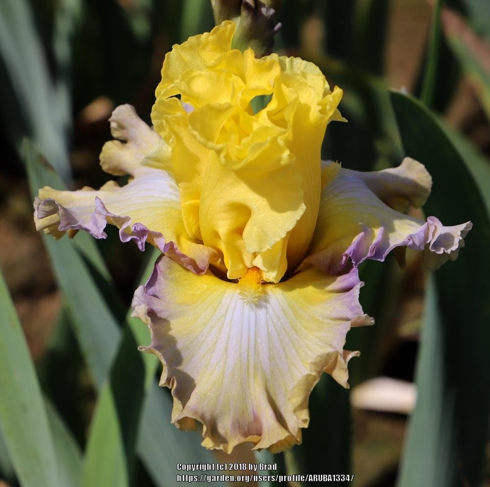Photo of the bloom of Tall Bearded Iris (Iris 'Comfort and Joy') posted by ARUBA1334 - Garden.org