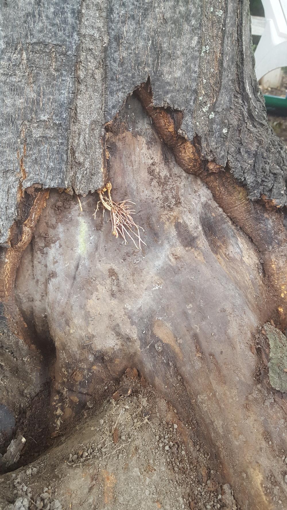 Autumn Blaze Maple Issue? in the Japanese Maples forum - Garden.org