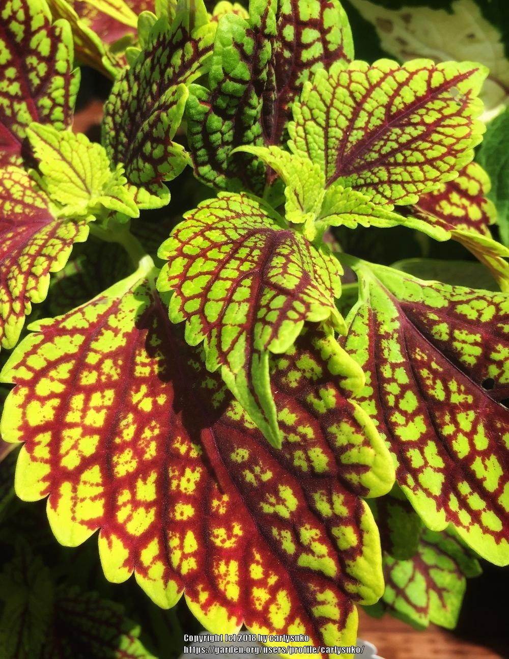 Coleus: Plant Care and Collection of Varieties - Garden.org