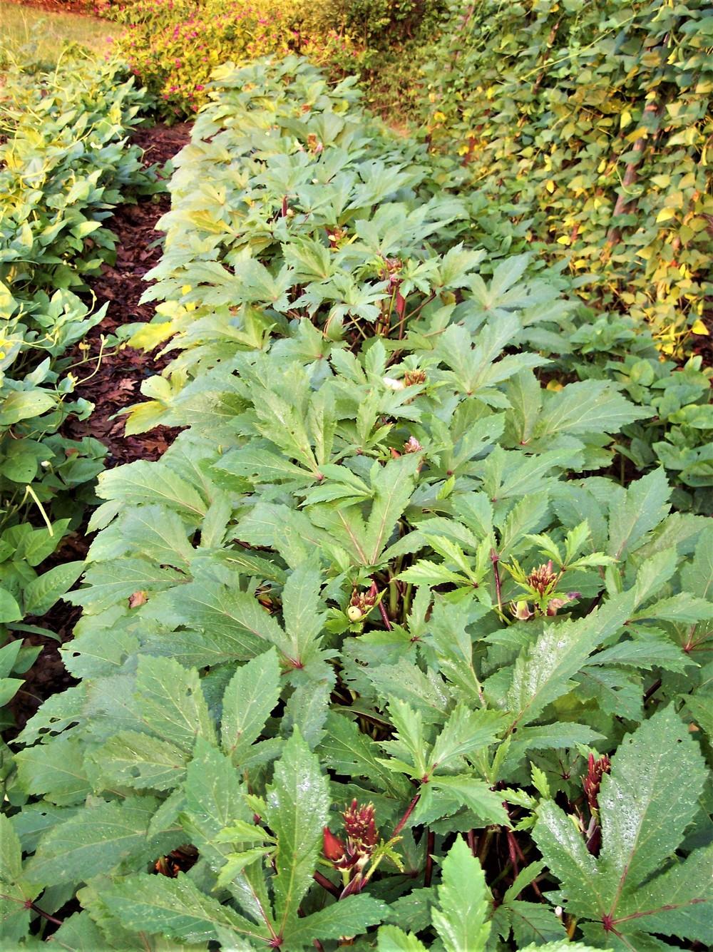 Okra: Plant Care and Collection of Varieties - Garden.org