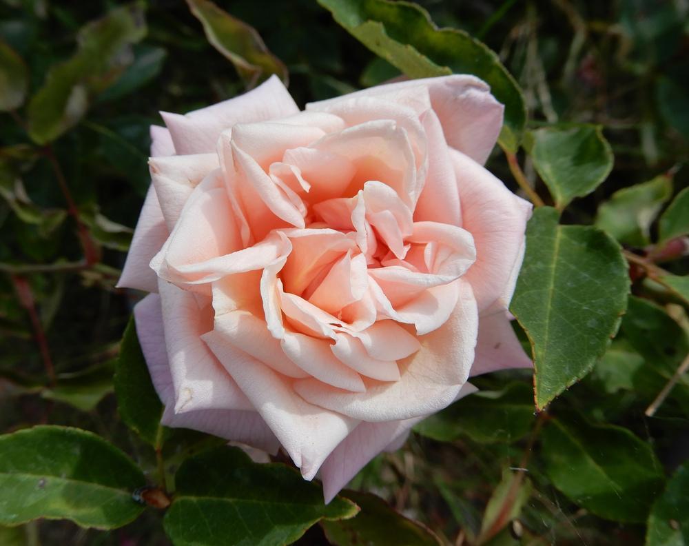 'Mme. Lambard' (Lombard) in the Roses forum - Garden.org