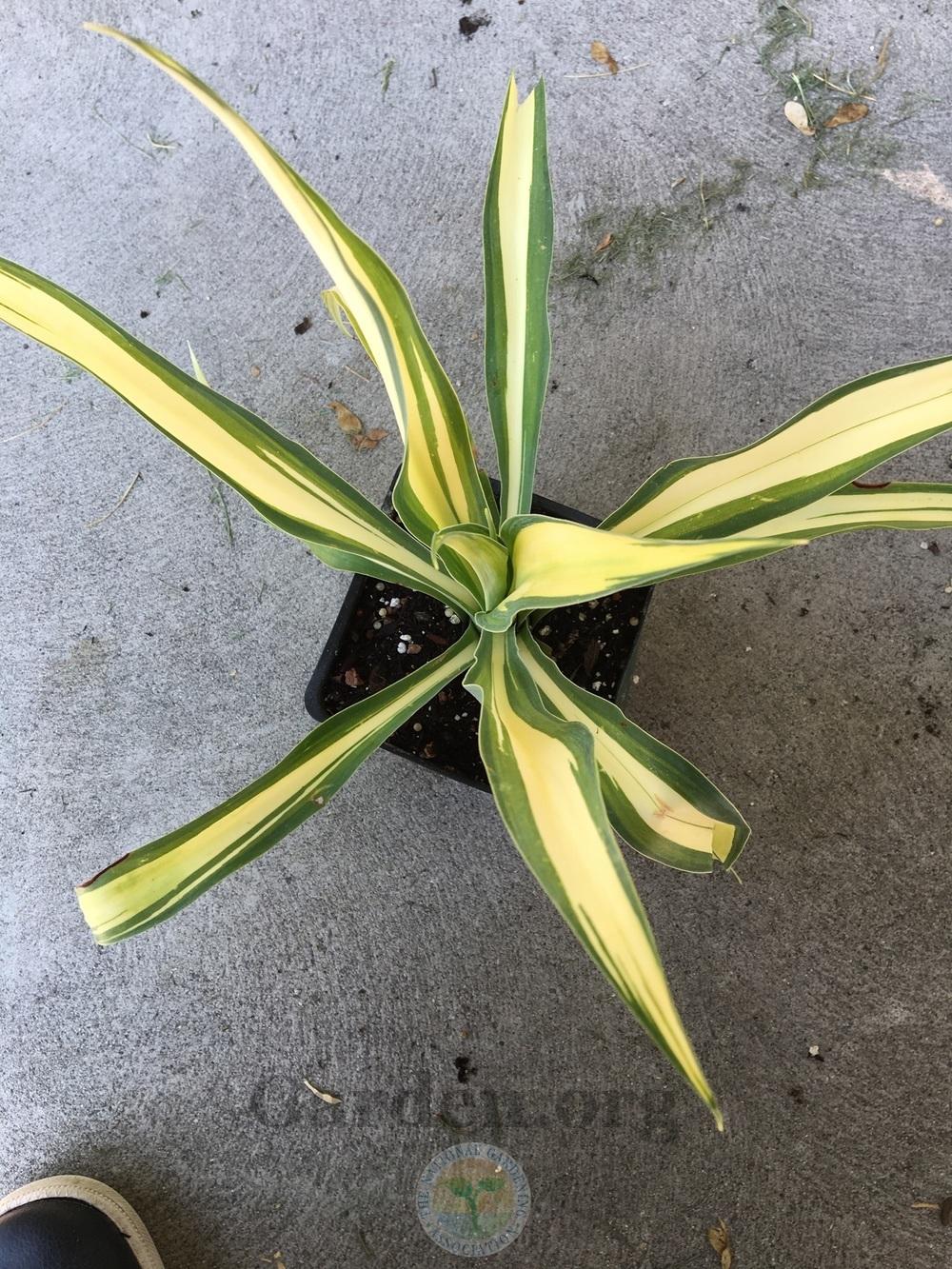 Amole (Beschorneria yuccoides Flamingo Glow) - Garden.org