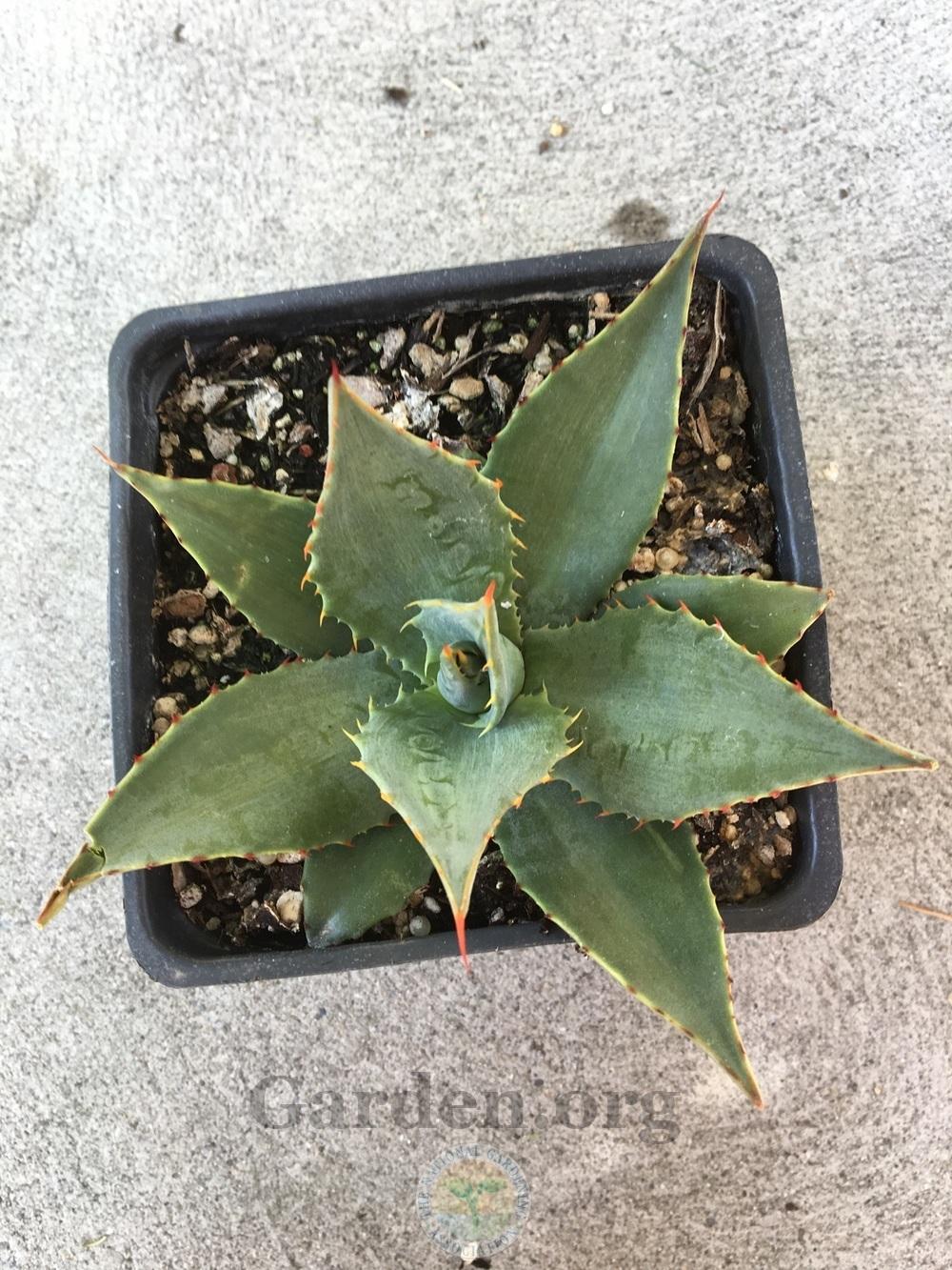 Parry's Agave (Agave parryi subsp. parryi) in the Agaves Database ...