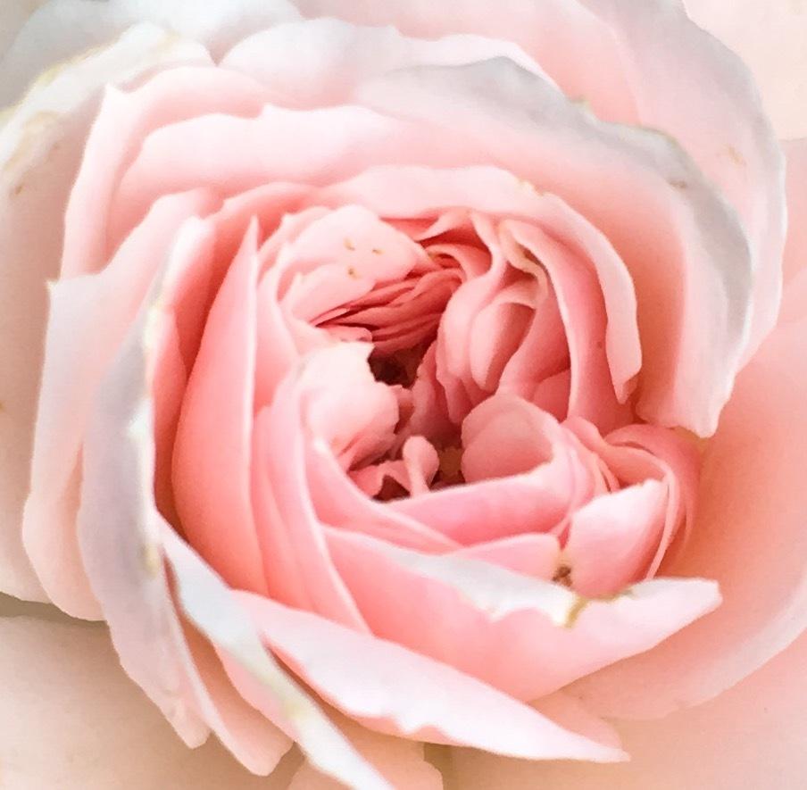 Rose (Rosa 'Cinderella') in the Roses Database - Garden.org