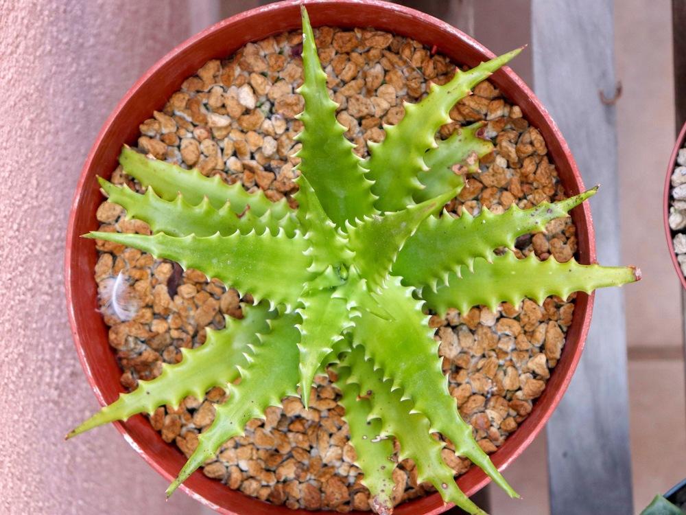 Aloes: Plant Care and Collection of Varieties - Garden.org