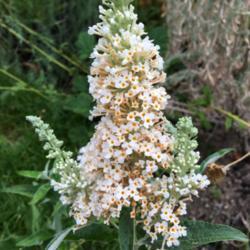 Butterfly Bush (Buddleja davidii Buzz™ Ivory) in the Butterfly Bushes ...