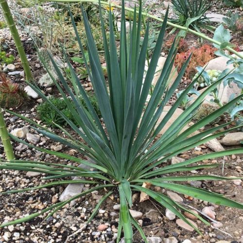 Yucca 'Blue Sentry' - Garden.org