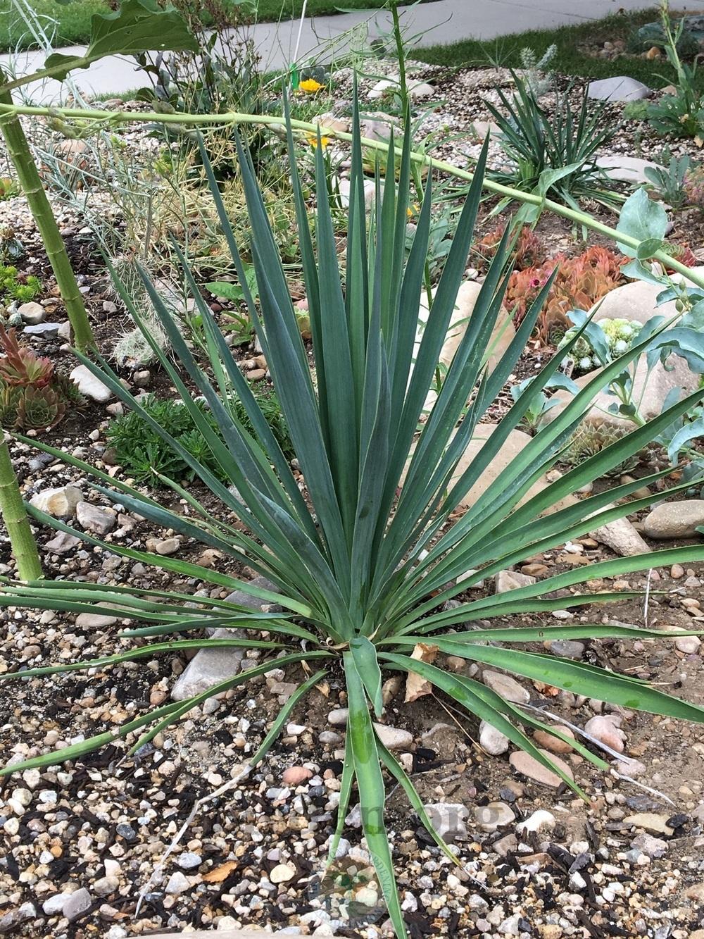 Yucca 'Blue Sentry' - Garden.org
