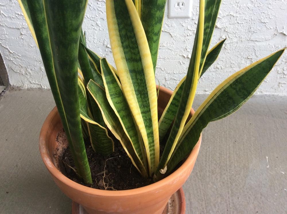 Snake plant root rot in the Houseplants forum - Garden.org
