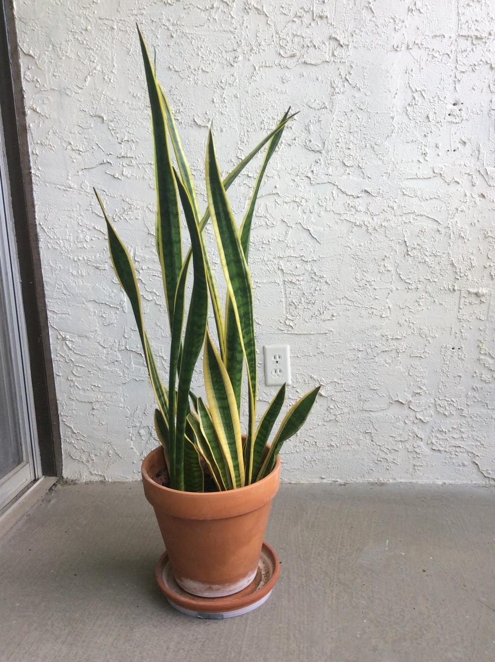 Snake plant root rot in the Houseplants forum - Garden.org