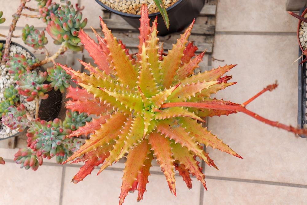 Color spectrum in Photo of Sunset Aloe (Aloe dorotheae) - Garden.org