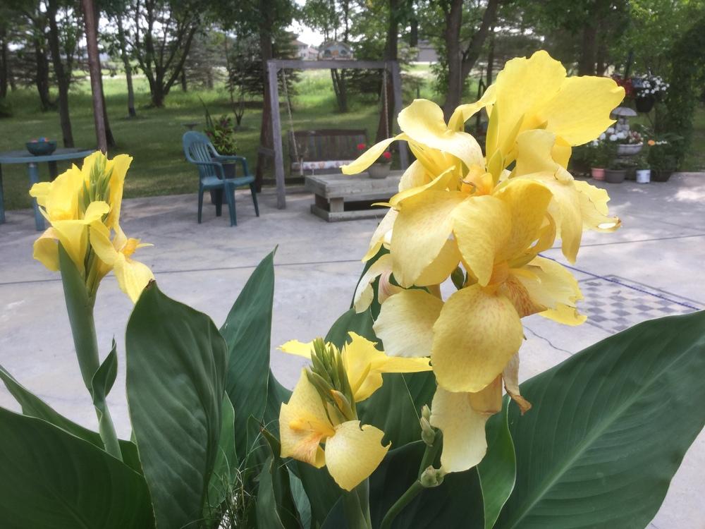 Photo of the bloom of Canna (Canna x generalis Cannova® Yellow) posted ...