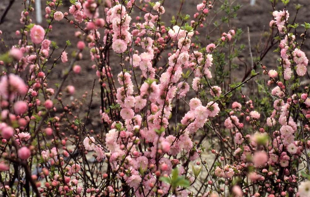 Flowering Almond (Prunus triloba 'Multiplex') - Garden.org