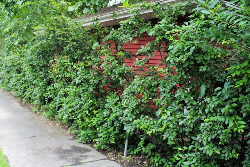 Photo of the entire plant of Hedge Cotoneaster (Cotoneaster acutifolius ...