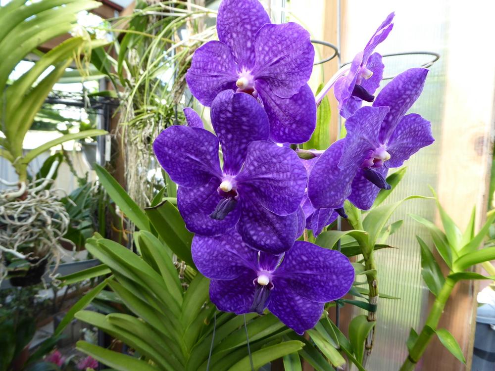 Orchid (Vanda Pachara Delight 'Pachara') - Garden.org